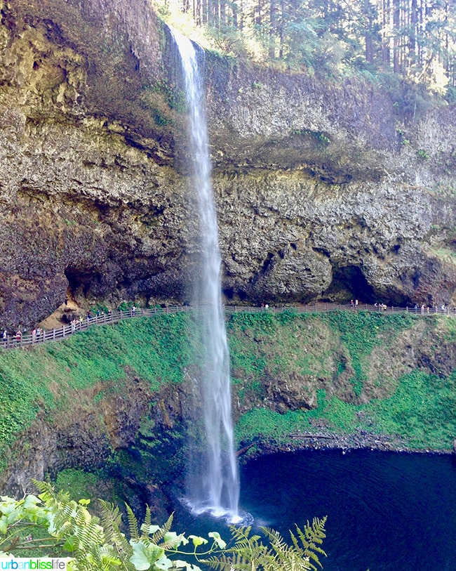 Are Dogs Allowed At Silver Falls State Park